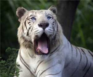You're diluted! White Tiger plans massive new share issue without ...