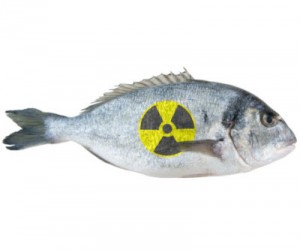 Radioactive fish found in Fukushima's waters - MINING.COM