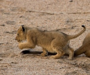 African Barrick new CEO wants to split from Canadian parent - MINING.COM