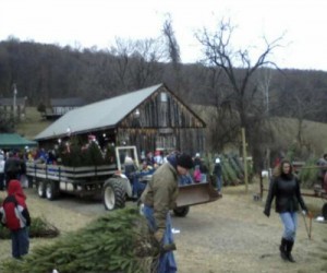 Family Christmas-tree farm 0. Gold mine 1 - MINING.COM