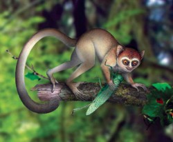 Tiny fossilized primate discovered in Thai coal mine - MINING.COM