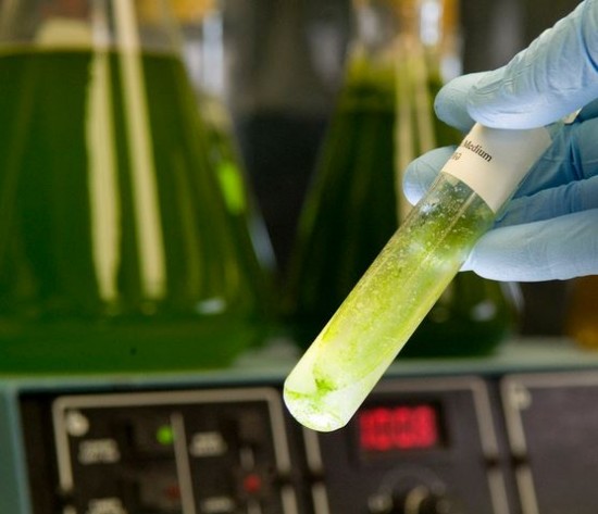 How algae could fuel your car one day - MINING.COM