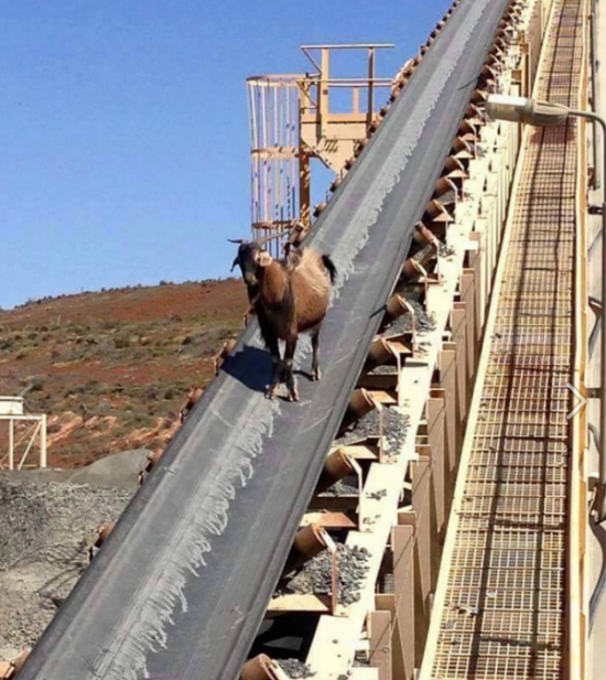 What's a goat doing up the conveyor? - MINING.COM
