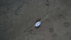 Newly found ‘ghost octopods’ at risk from deep-sea mining - MINING.COM