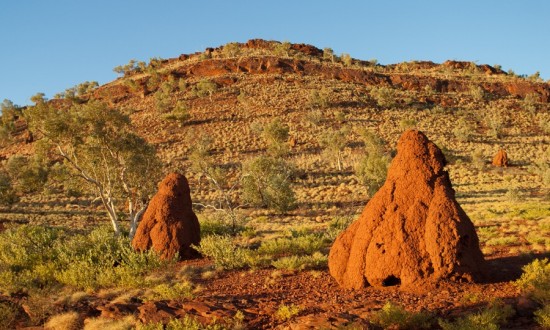 Tree leaves and termites may be key to finding gold deposits - MINING.COM