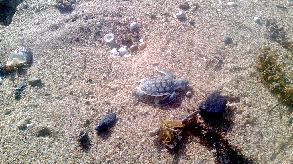 Coal dust near Great Barrier Reef worries scientists, environmentalists ...