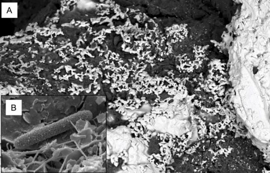 Harnessing bacteria to turn gold grains into nuggets - MINING.COM