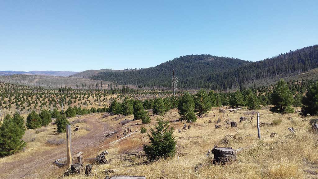 Crown Mining preps Moonlight for next copper rally - MINING.COM