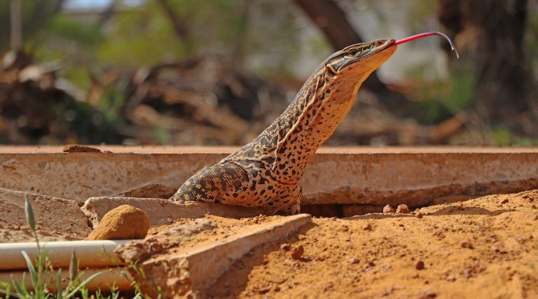 Scientists say miners should restore animal communities during site ...