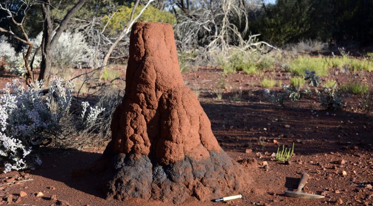 Termite mounds reveal hidden base metal deposits - MINING.COM
