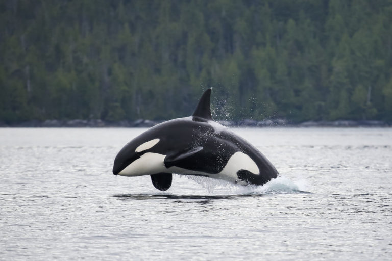 Bye bye BC’s killer whales - MINING.COM