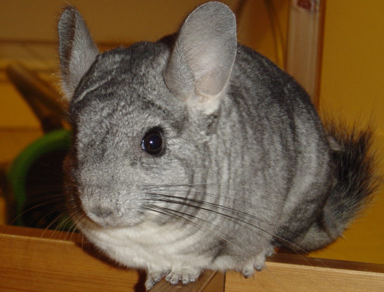25 chinchillas weigh on Gold Fields mine permit - MINING.COM