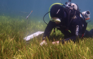 BHP names recipients of grants program to grow Australian blue carbon ...