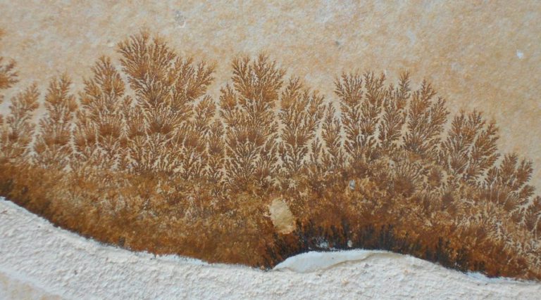 Mineral dendrites reveal rocks’ history - MINING.COM
