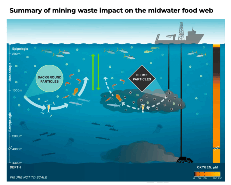 Study warns deep-sea mining waste threatens marine food chain - MINING.COM