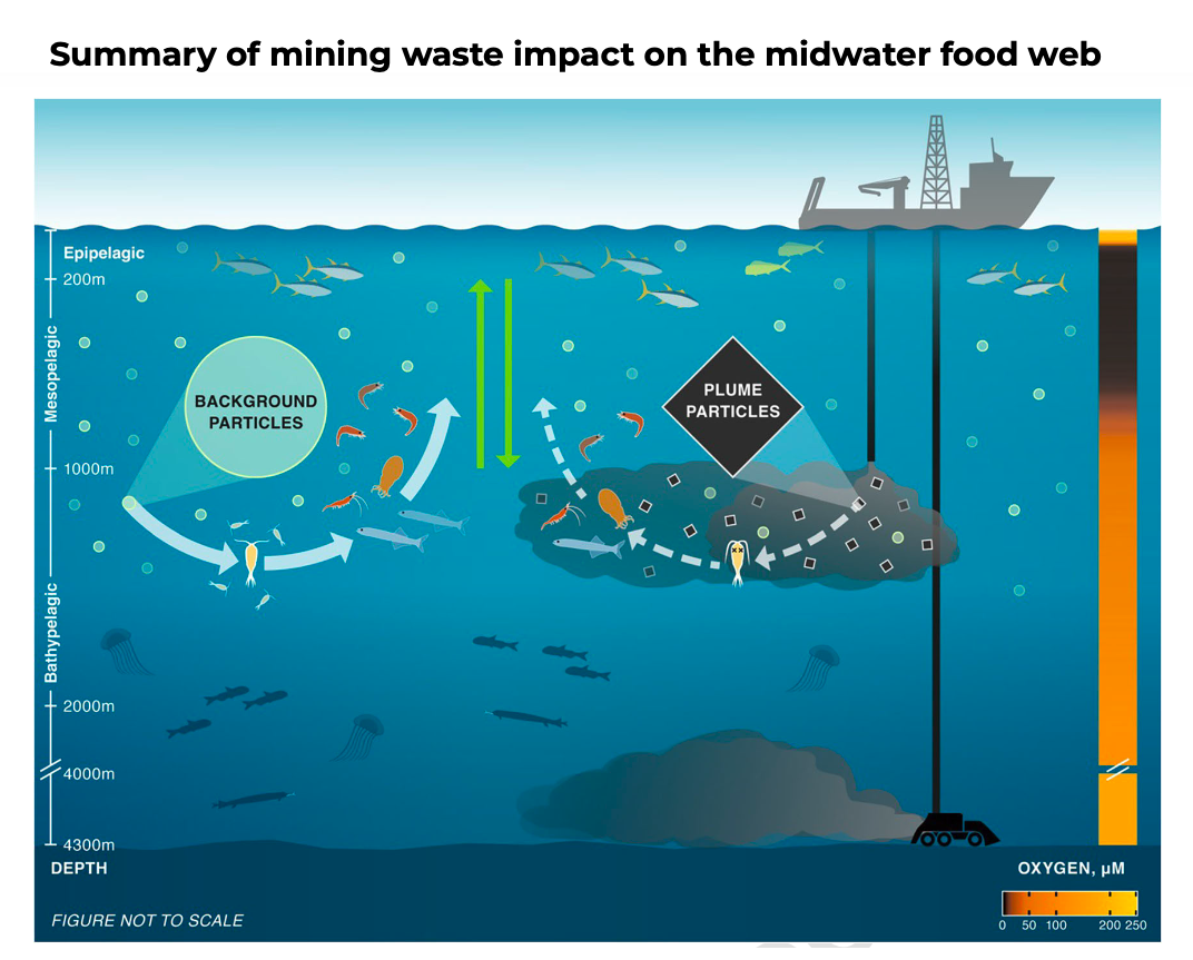 Study warns deep-sea mining waste threatens marine food chain - MINING.COM