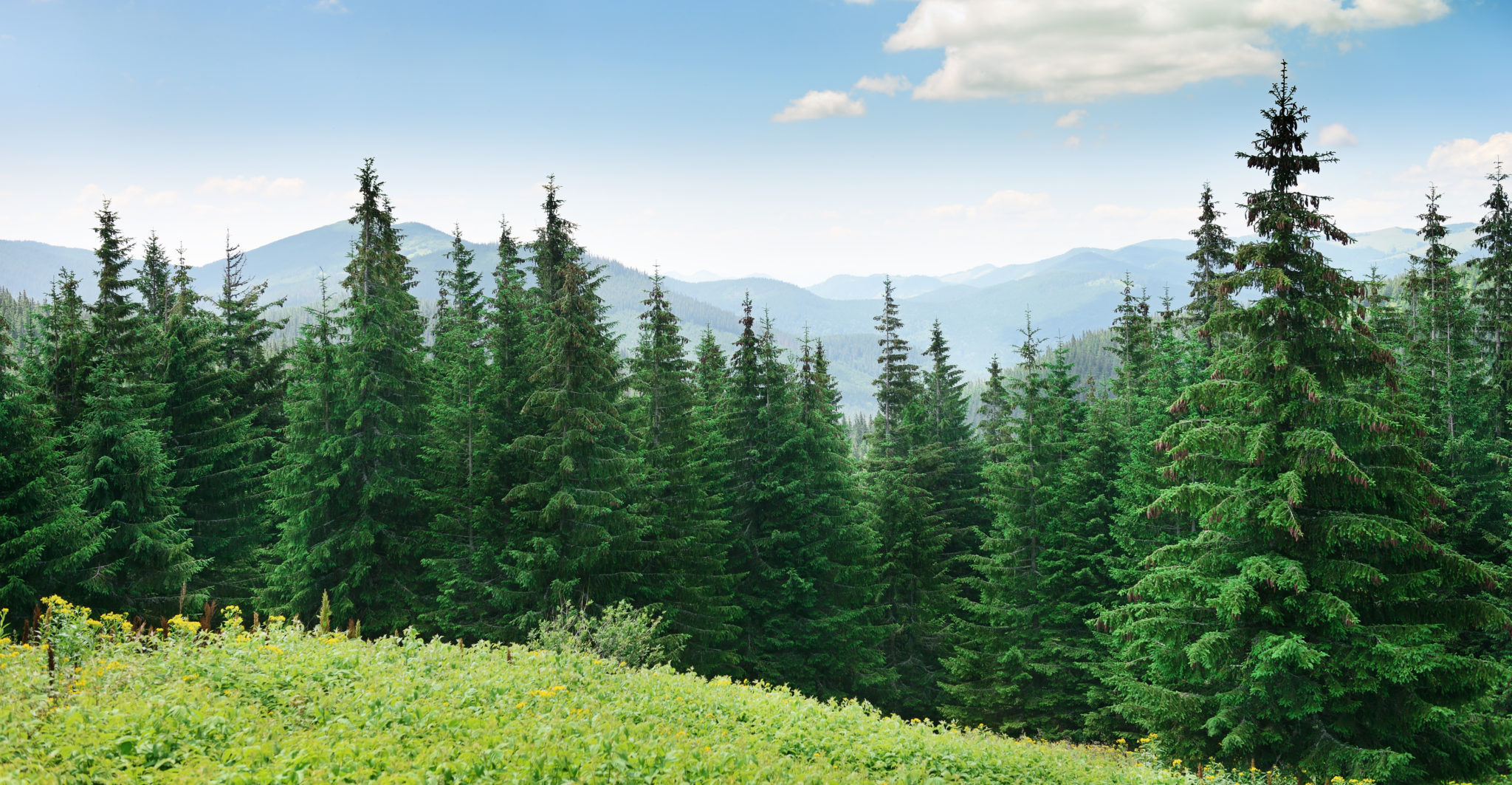 Beautiful pine trees - MINING.COM